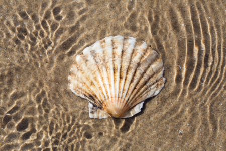 World Youth Day | Sponsor & Pray for a Pilgrim - Nativity Catholic Church